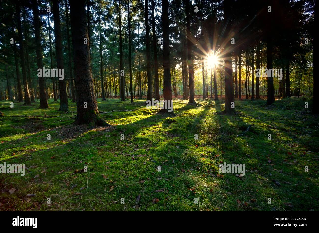 Gold forest hi-res stock photography and images - Alamy
