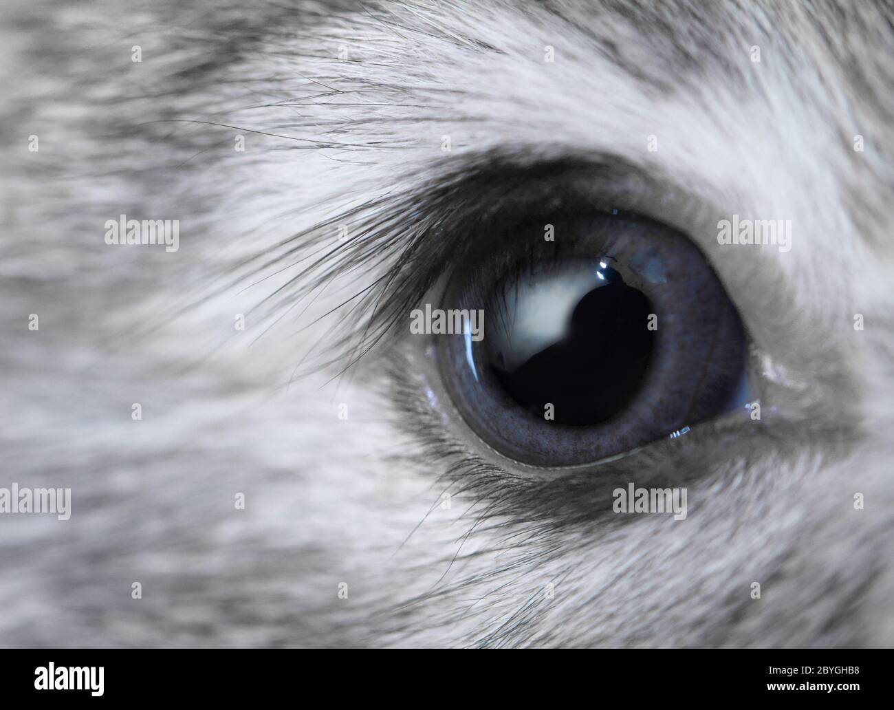 Eye of a gray rabbit Stock Photo - Alamy