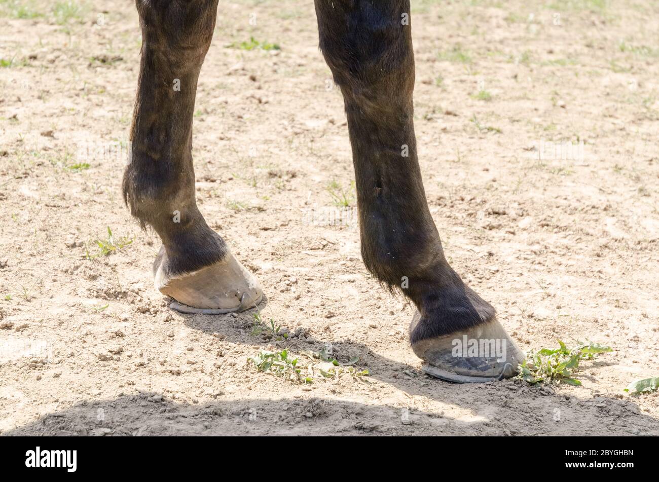 Close-up of horse hooves of a domestic horse (Equus ferus caballus) on ...
