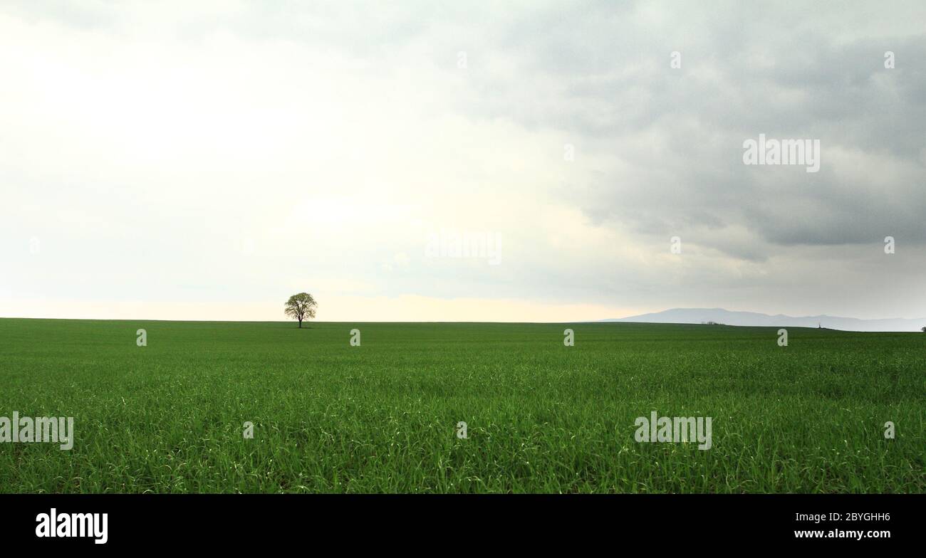 Full leaf hi-res stock photography and images - Alamy
