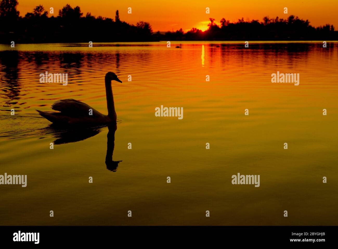 Swan in the beautiful sunset over the lake Stock Photo - Alamy