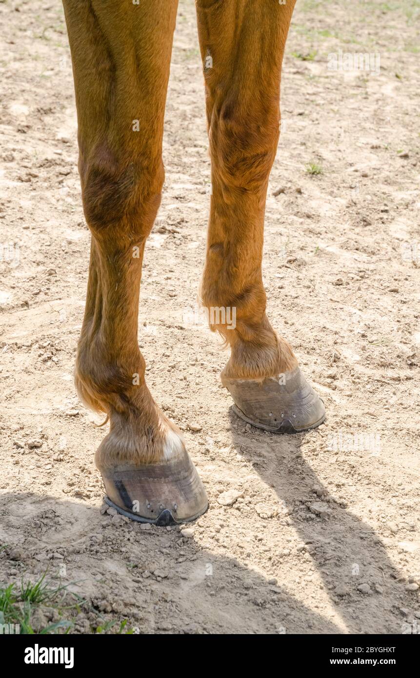 Horse Hooves