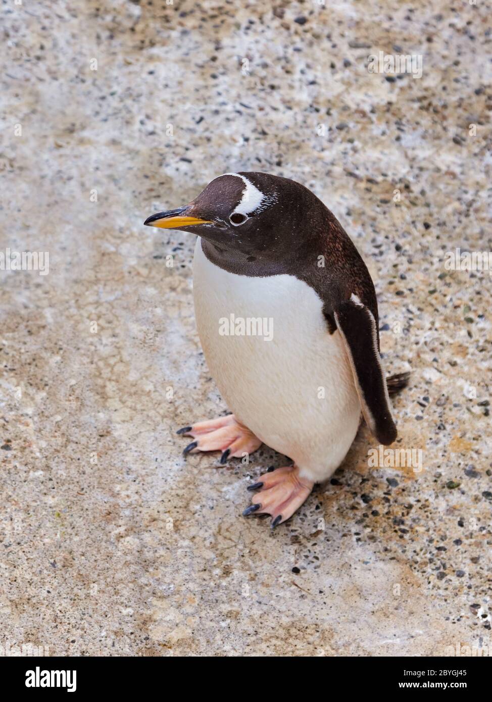 King penguin swim hi-res stock photography and images - Alamy