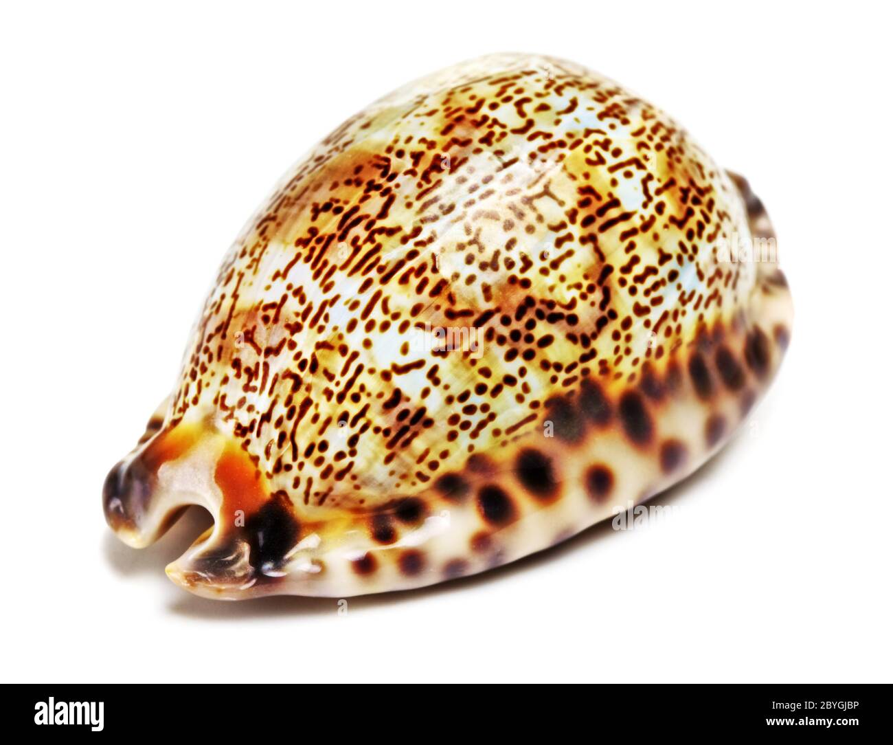 Shellfish aquaculture Cut Out Stock Images & Pictures - Alamy