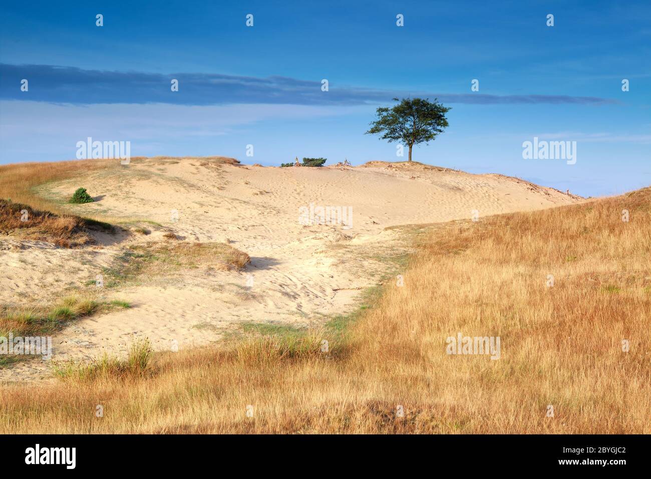 tree on sand dune in morning sunlight Stock Photo - Alamy