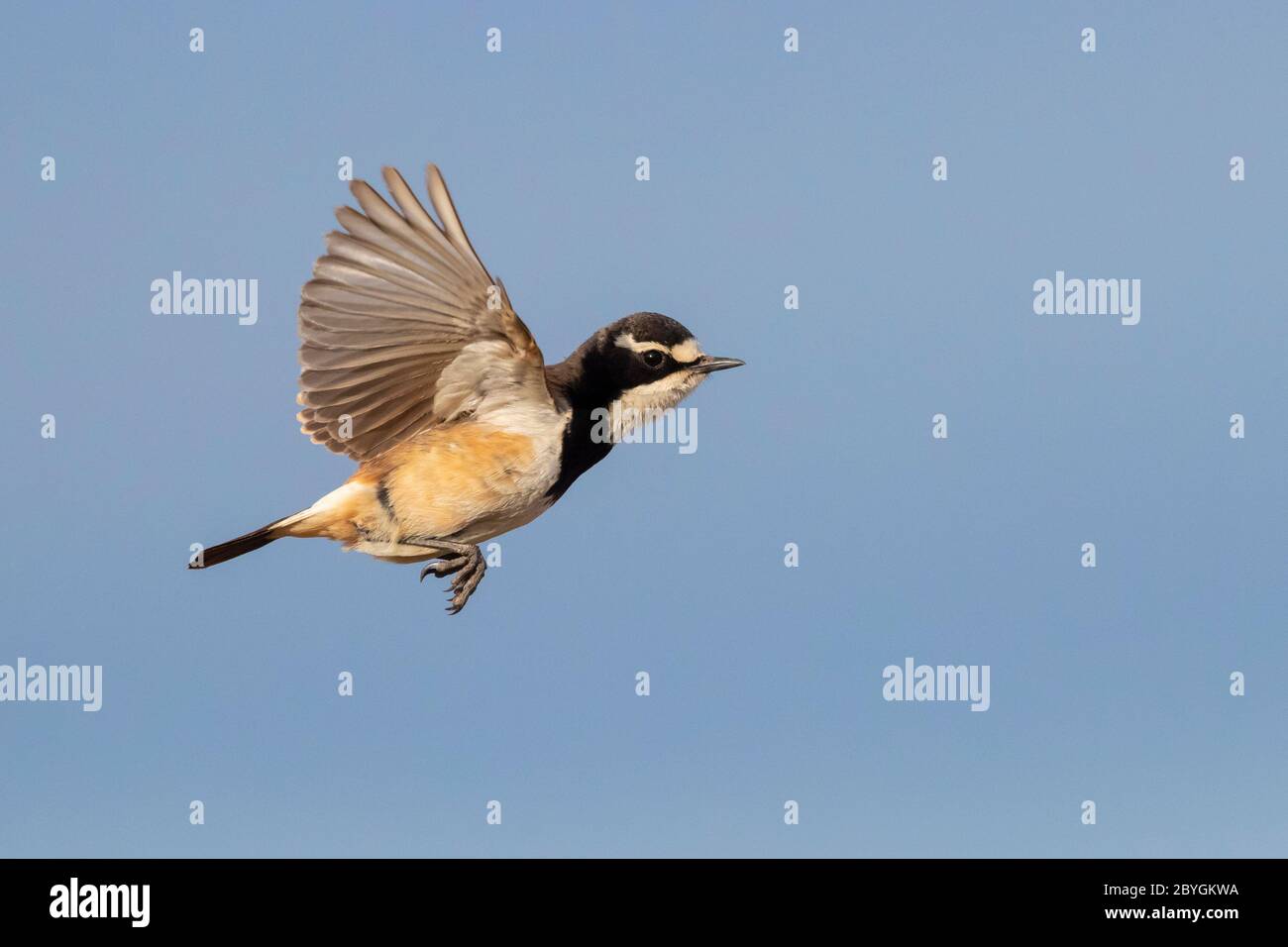 Capped Wheatear (Oenanthe pileata), side view of an adult in flight ...