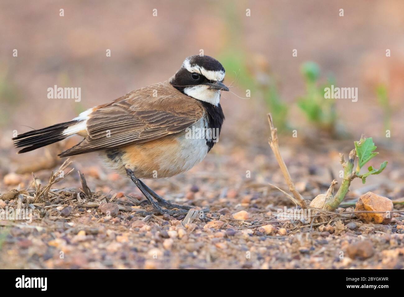 Capped Wheatear (Oenanthe pileata), side view of an adult standing on ...