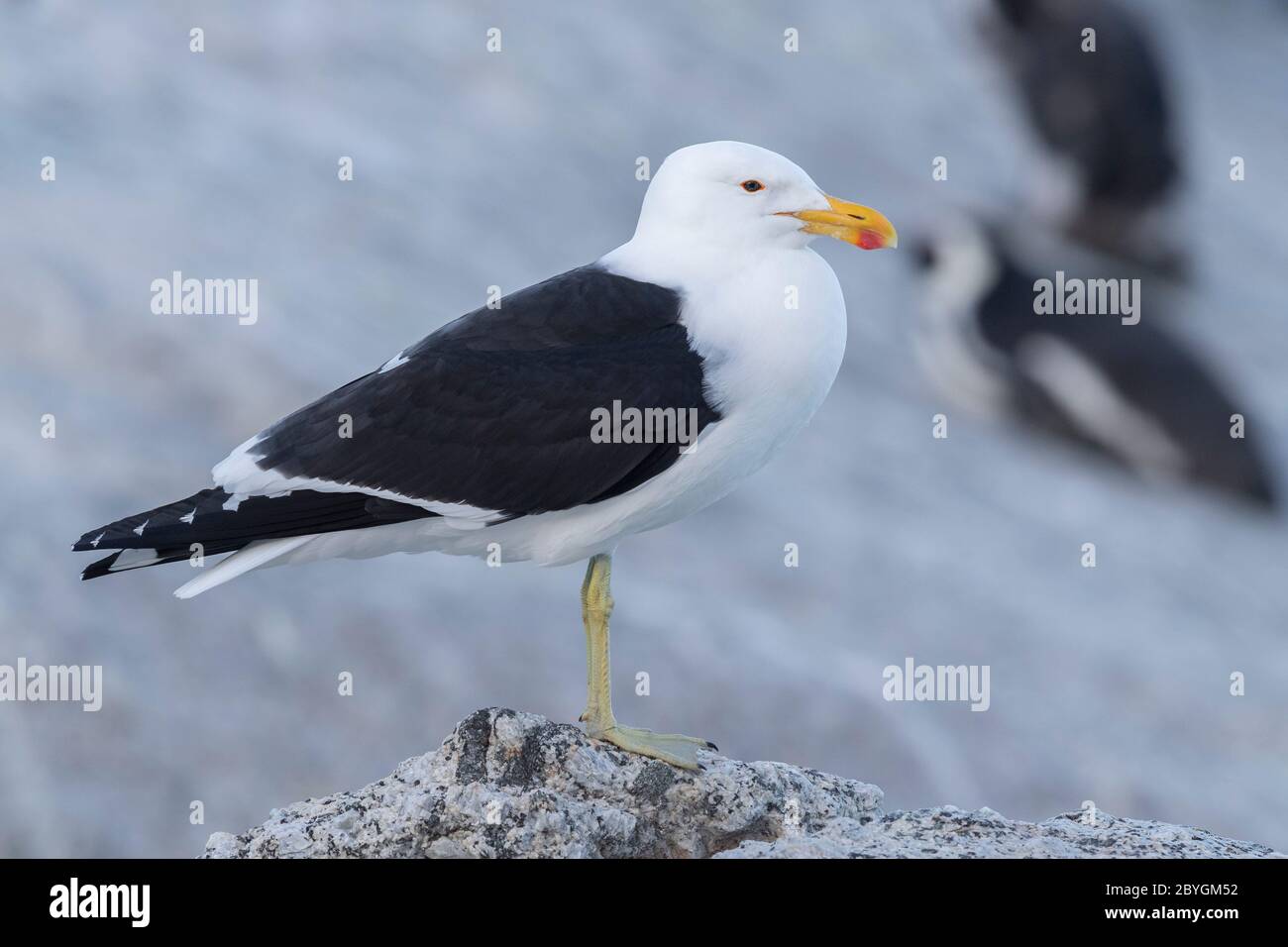 View larus dominicanus bird hi-res stock photography and images - Alamy