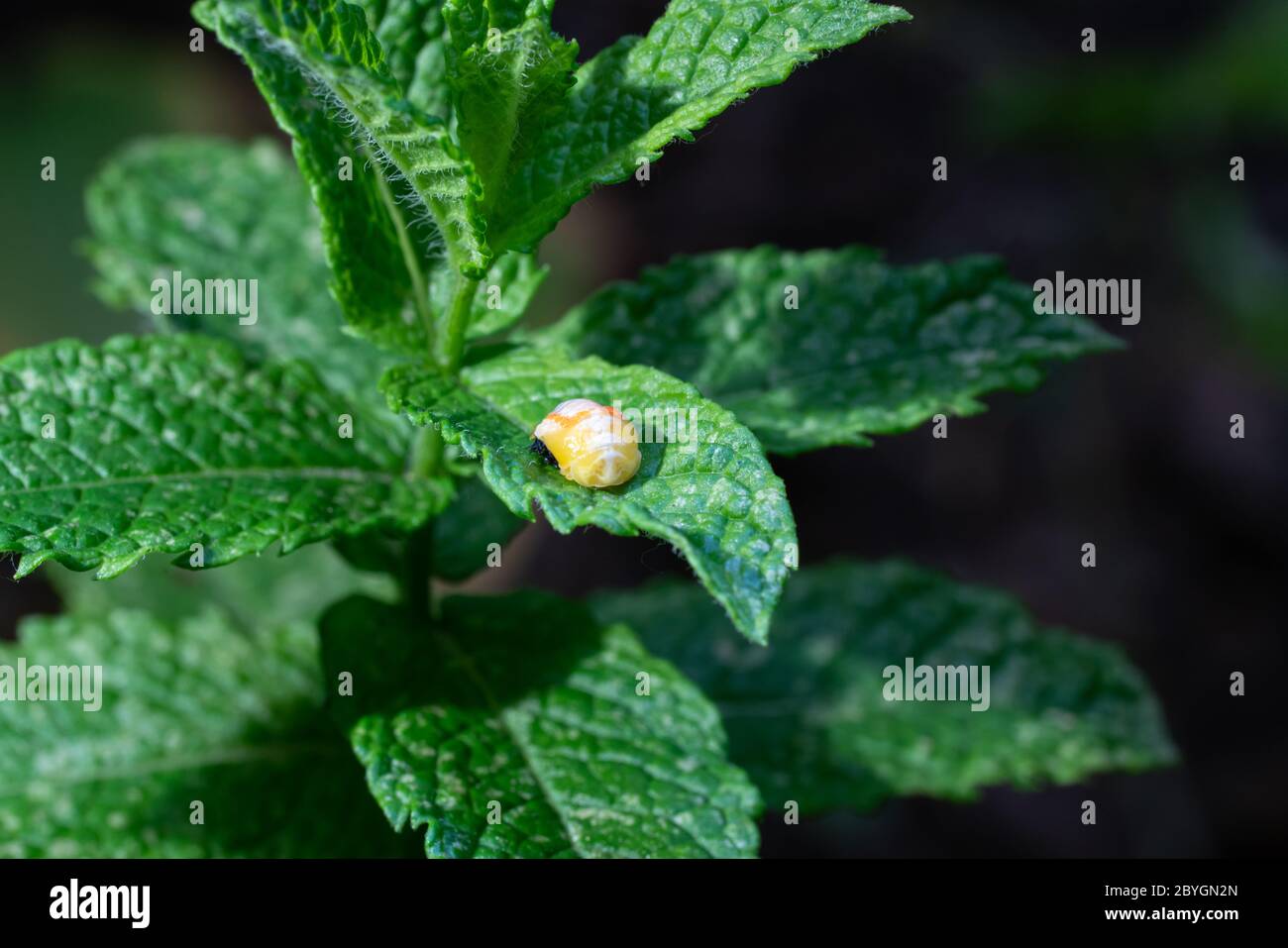 Mint leaf bug image hi-res stock photography and images - Alamy