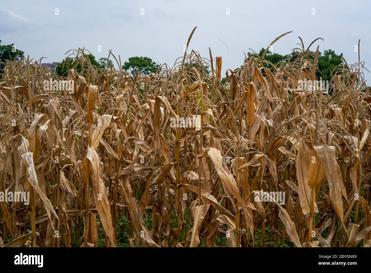 Multiple valuesA blooming yellow cicada flower Stock Photo - Alamy