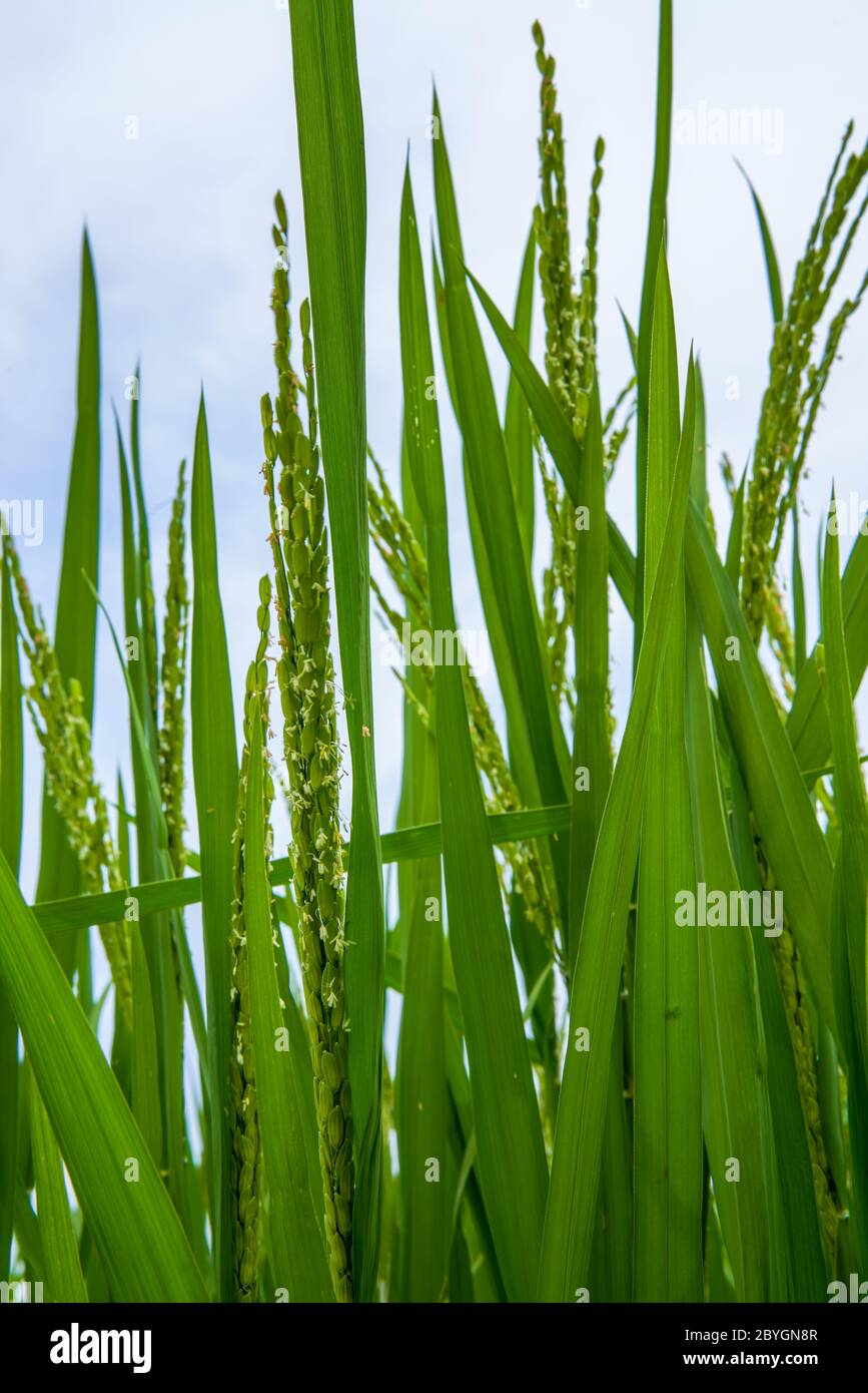 Yellow cicada flower hi-res stock photography and images - Alamy