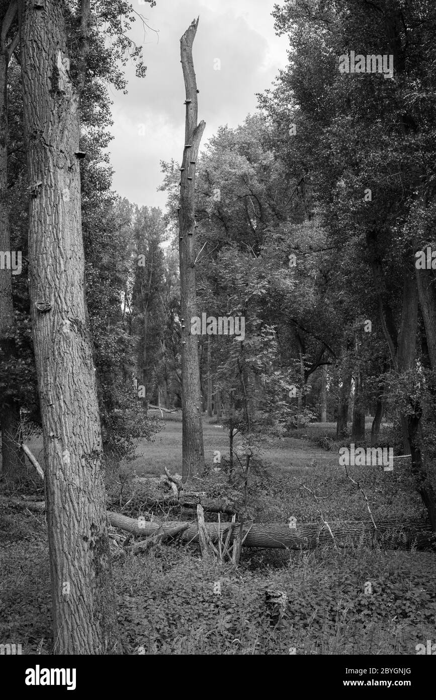 Dead Trees Forest Black And White