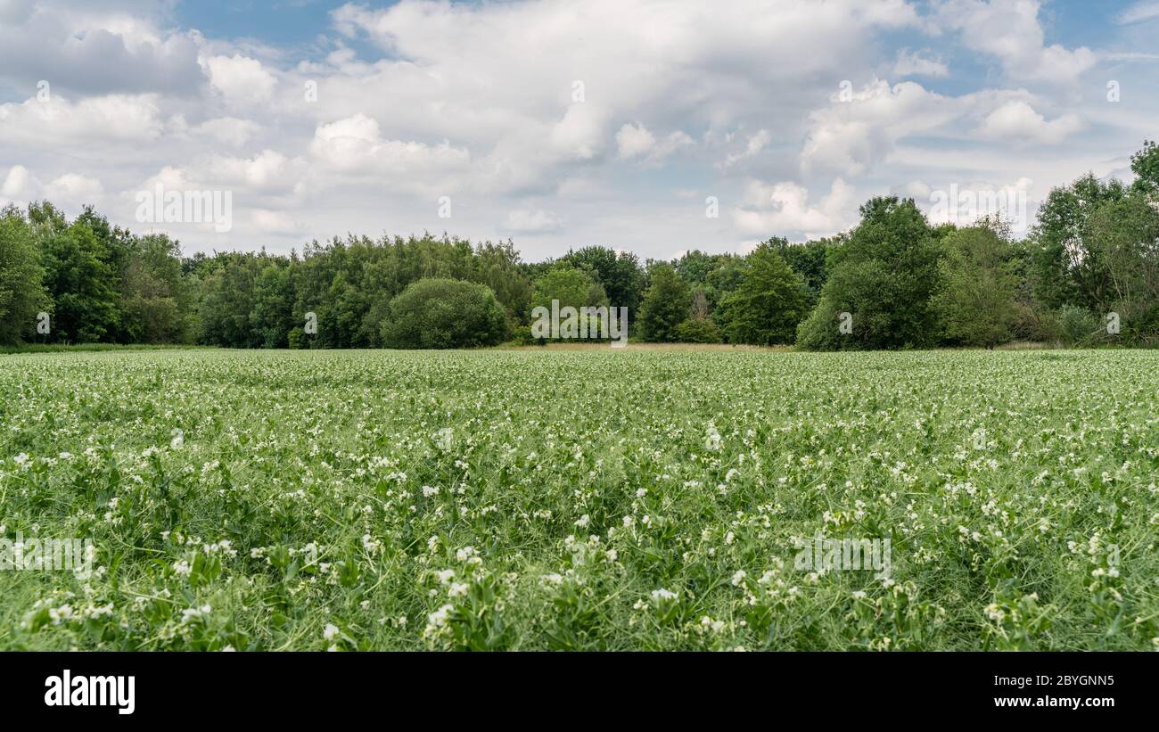 Potato field in bloom on a cloudy spring day. Trees on the edge of the ...
