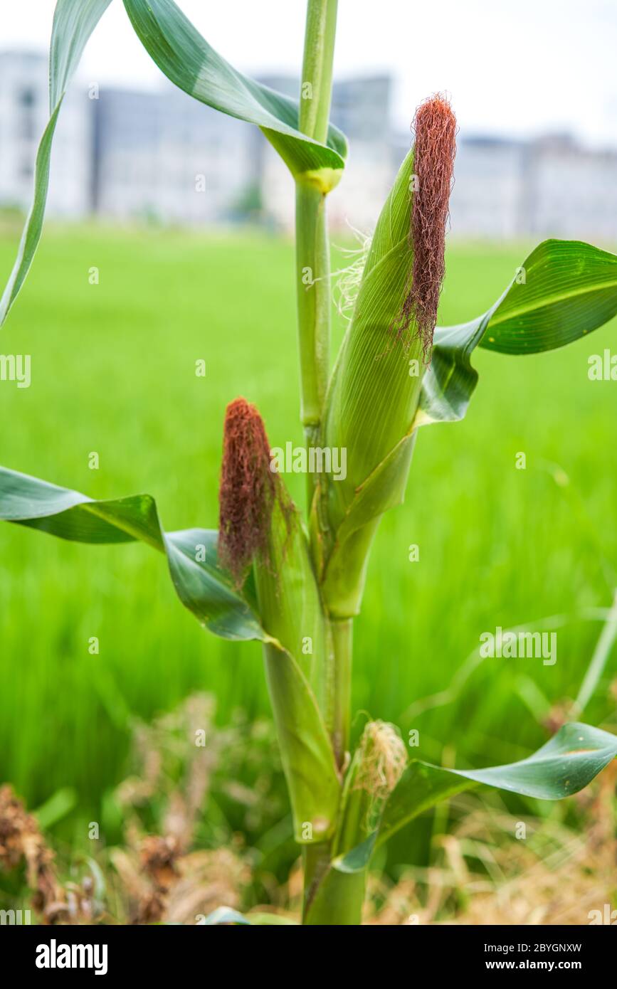 Grain planting and grazing hi-res stock photography and images - Alamy