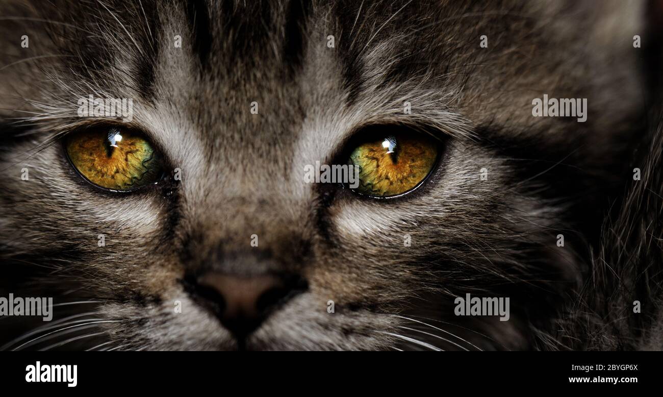 Close-up portrait of tabby house cat - yellow eyes Stock Photo - Alamy