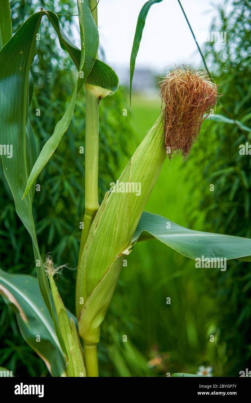 Grain planting and grazing hi-res stock photography and images - Alamy