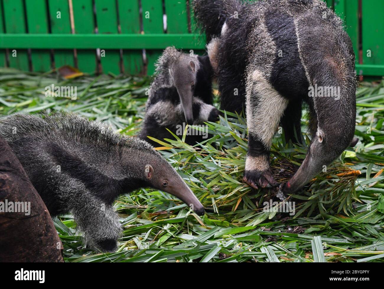 Mother of ants hi-res stock photography and images - Alamy