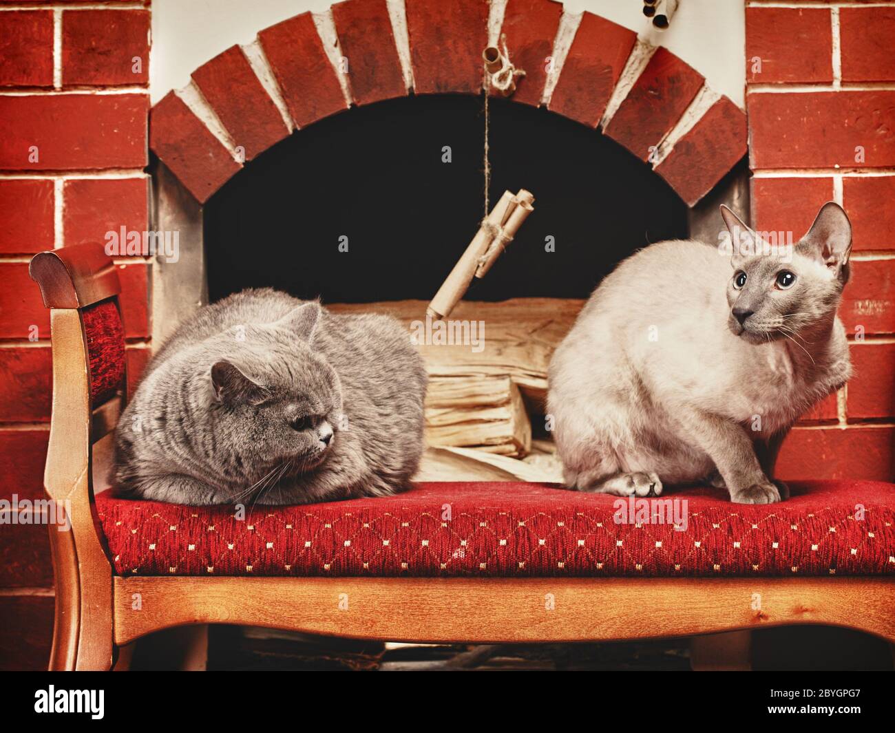 Two gray fluffy british cats hi-res stock photography and images - Alamy