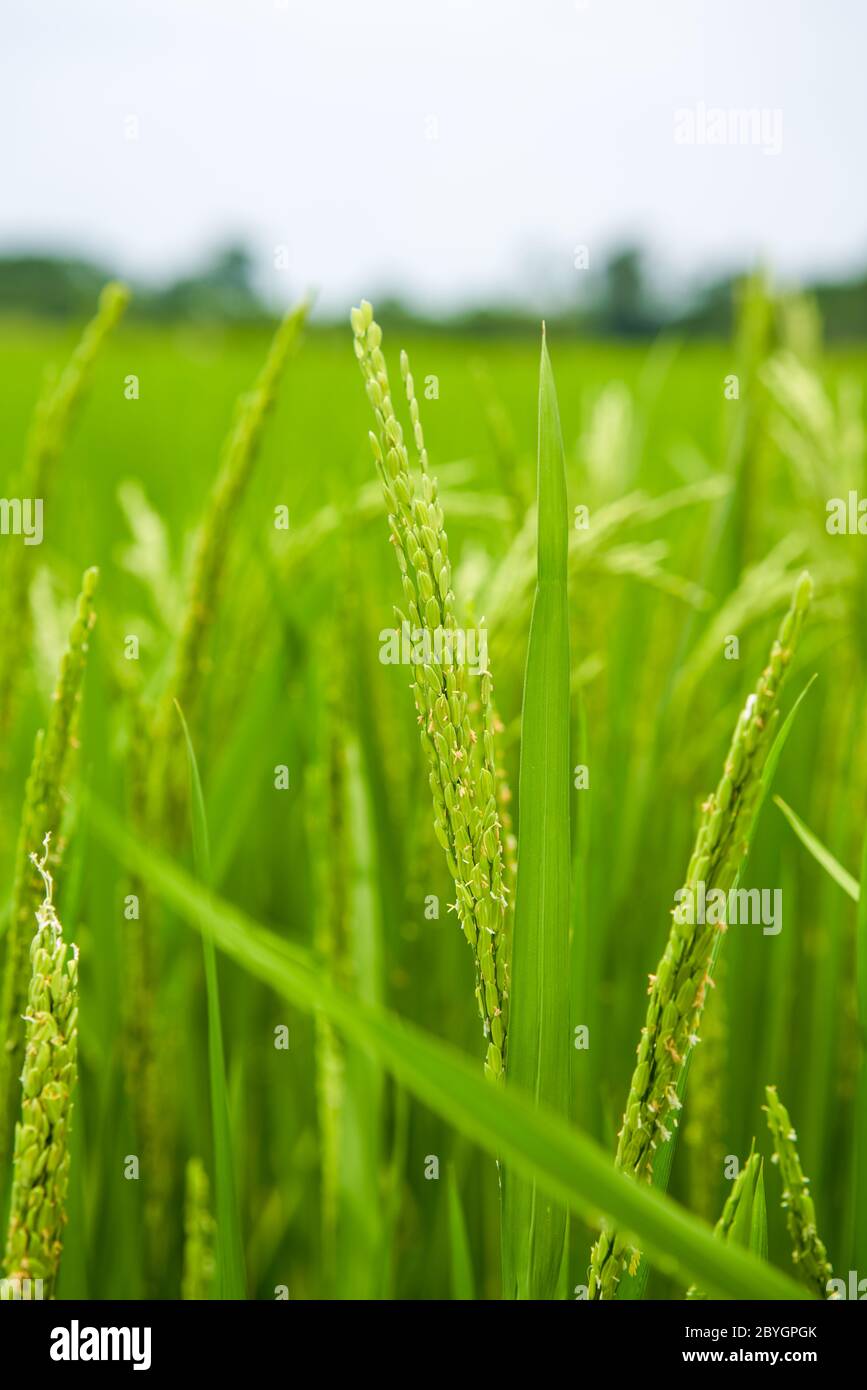 Multiple valuesA blooming yellow cicada flower Stock Photo - Alamy