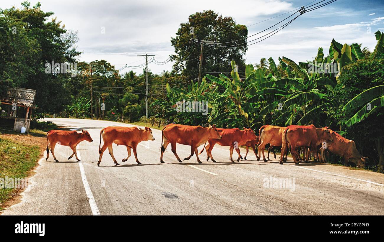 Cows Cross the Road Stock Photo - Alamy