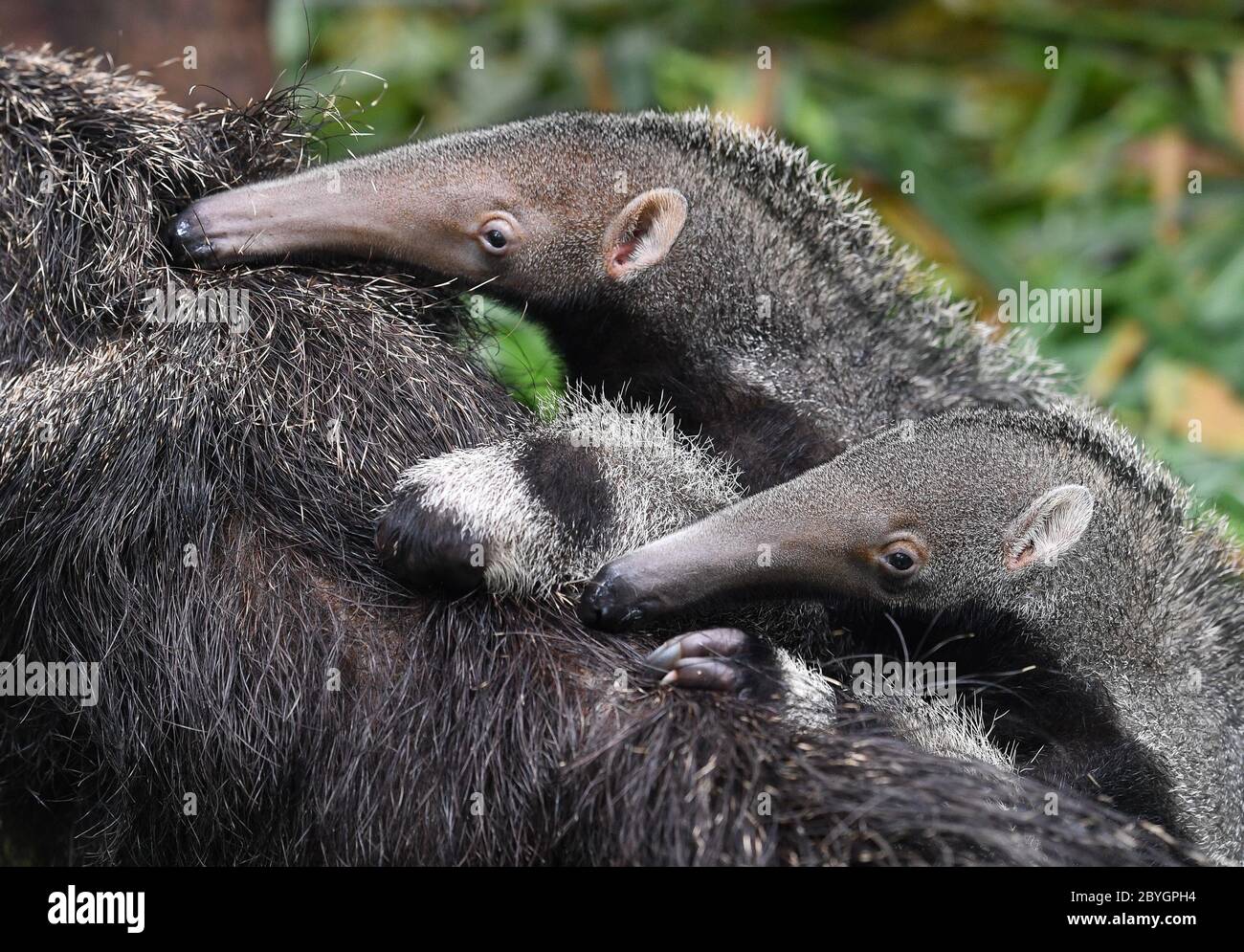 Guangzhou, China's Guangdong Province. 10th June, 2020. A pigeon pair ...