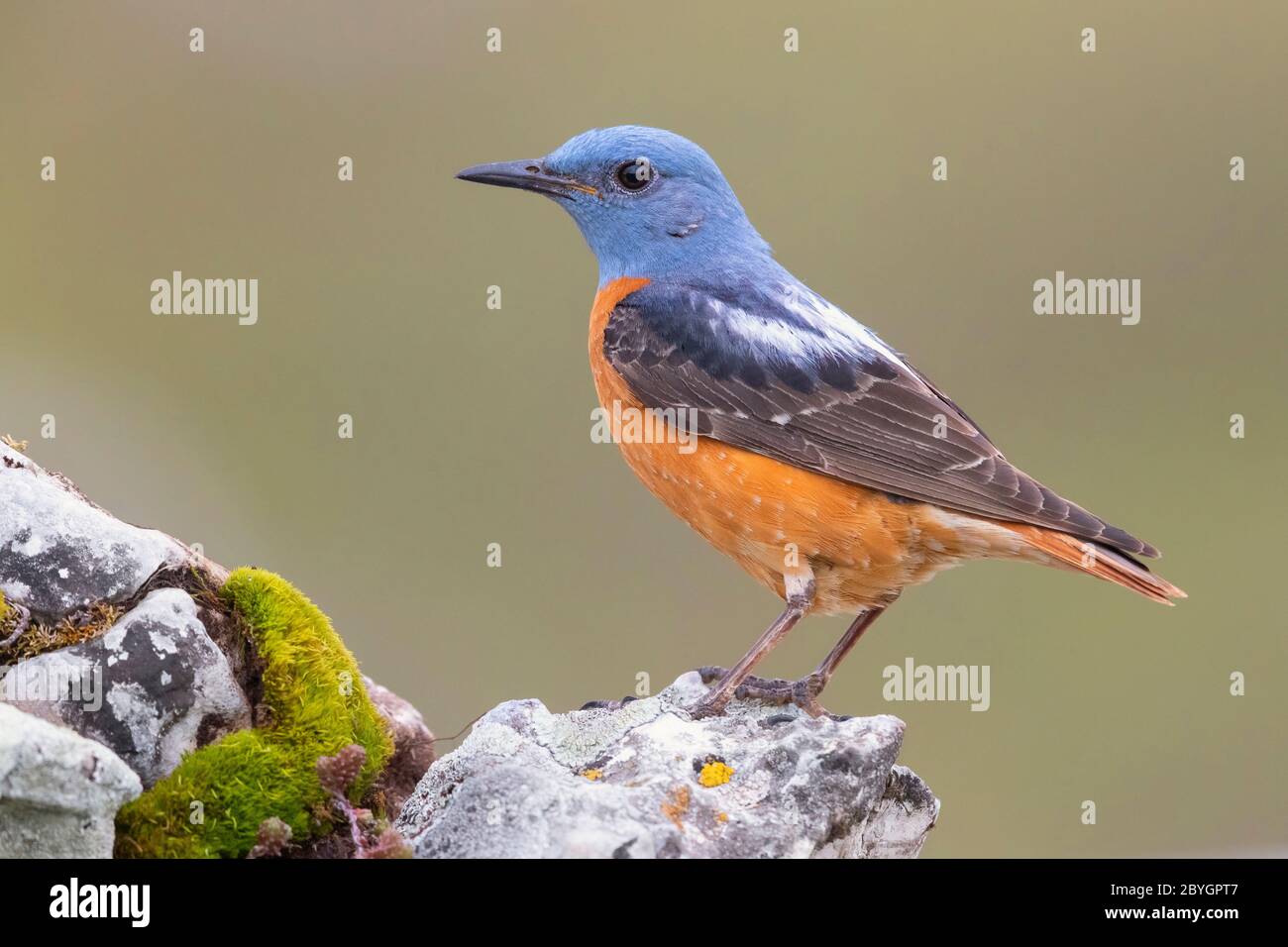 Common Rock Thrush (Monticola saxatilis), side view of an adult male ...