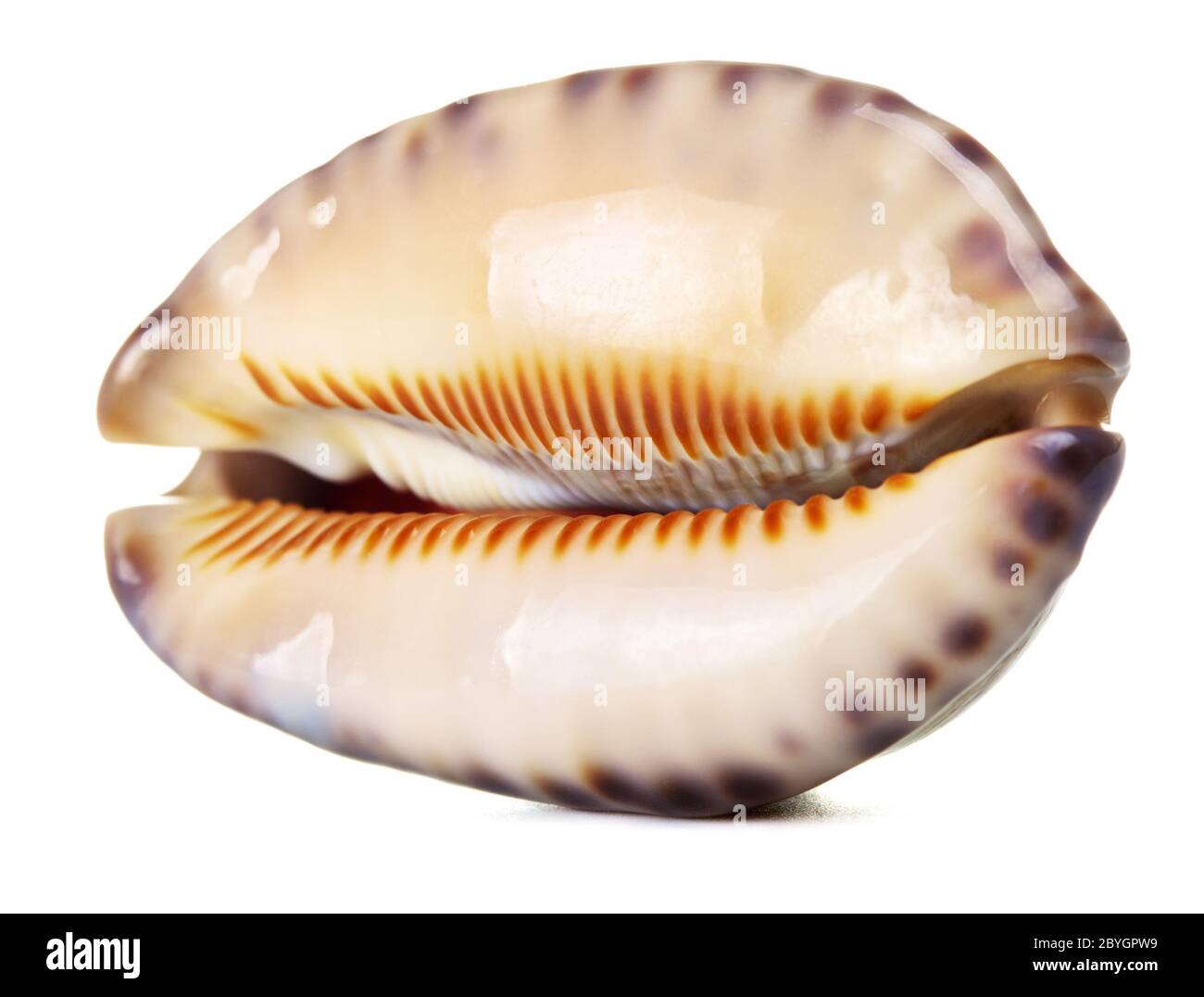 Yellow shell on blue Cut Out Stock Images & Pictures - Alamy