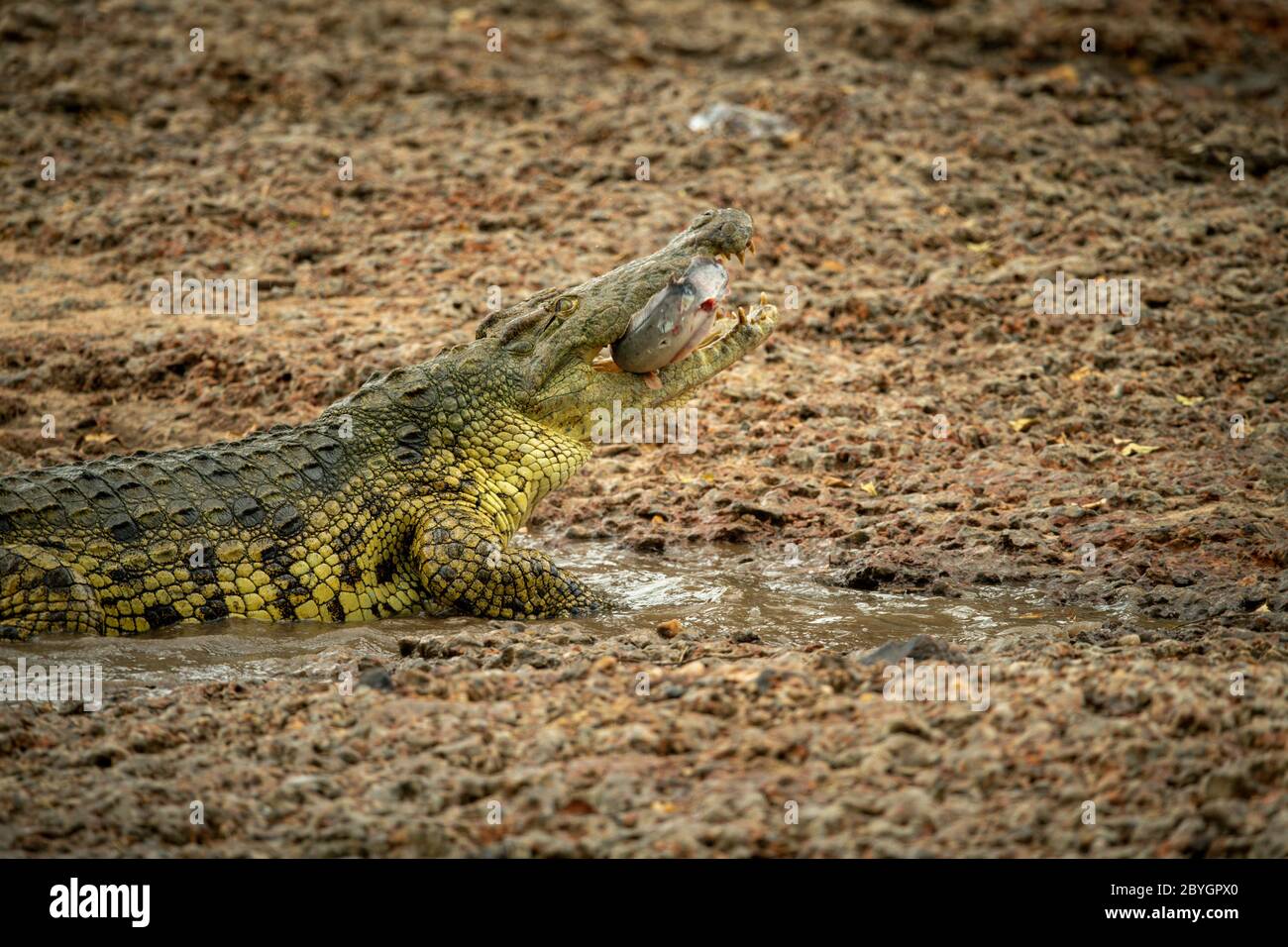 Crocodile with fish in mouth hi-res stock photography and images - Alamy