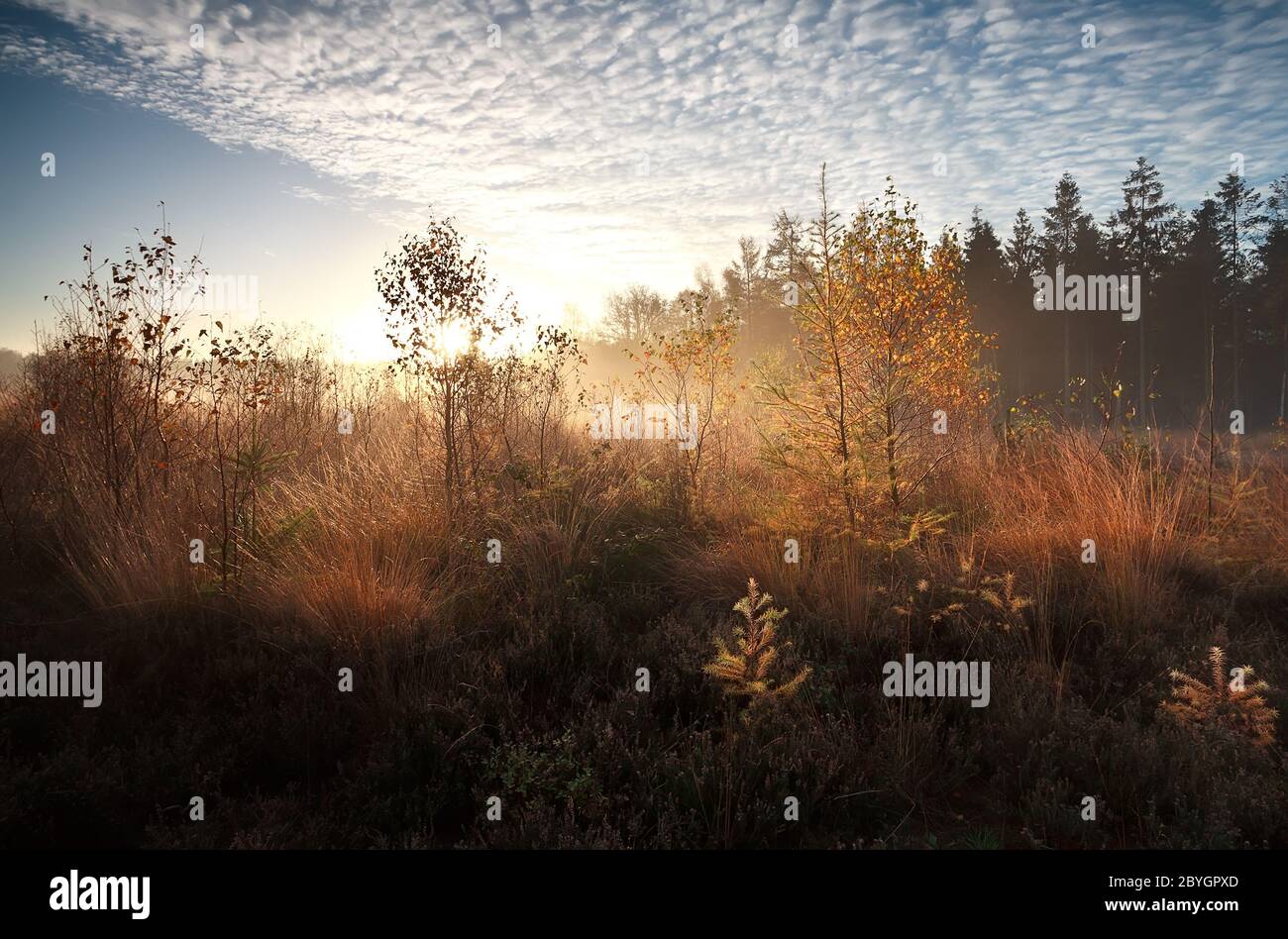 morning sunshine over autumn swamp with birch tree Stock Photo - Alamy