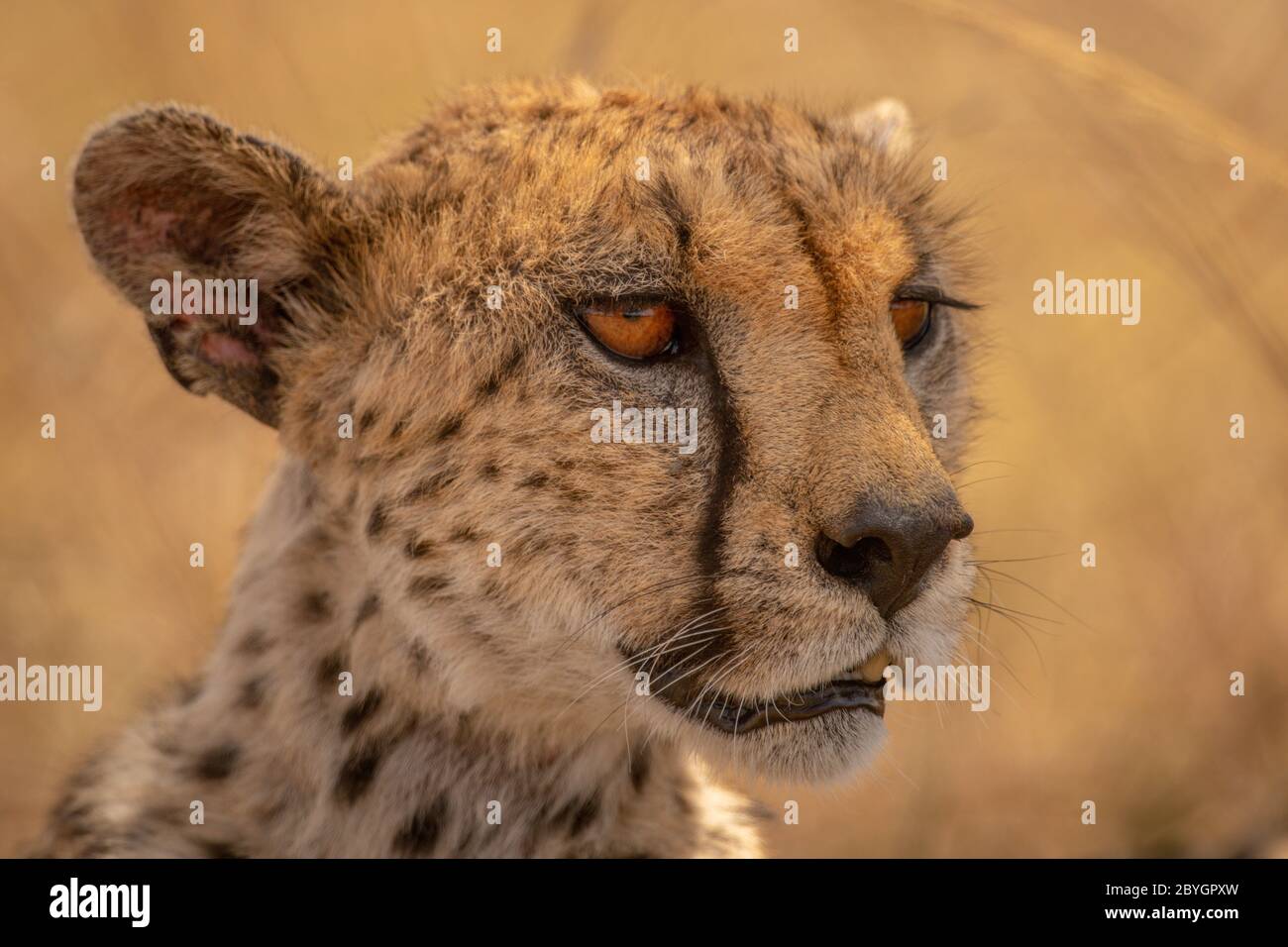 Close-up of cheetah head with golden background Stock Photo - Alamy
