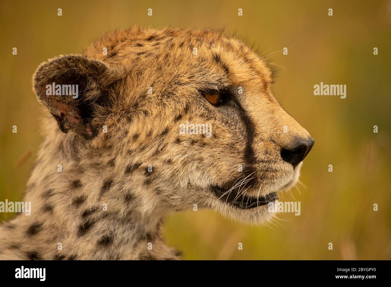 Close-up of cheetah head with green bokeh Stock Photo - Alamy