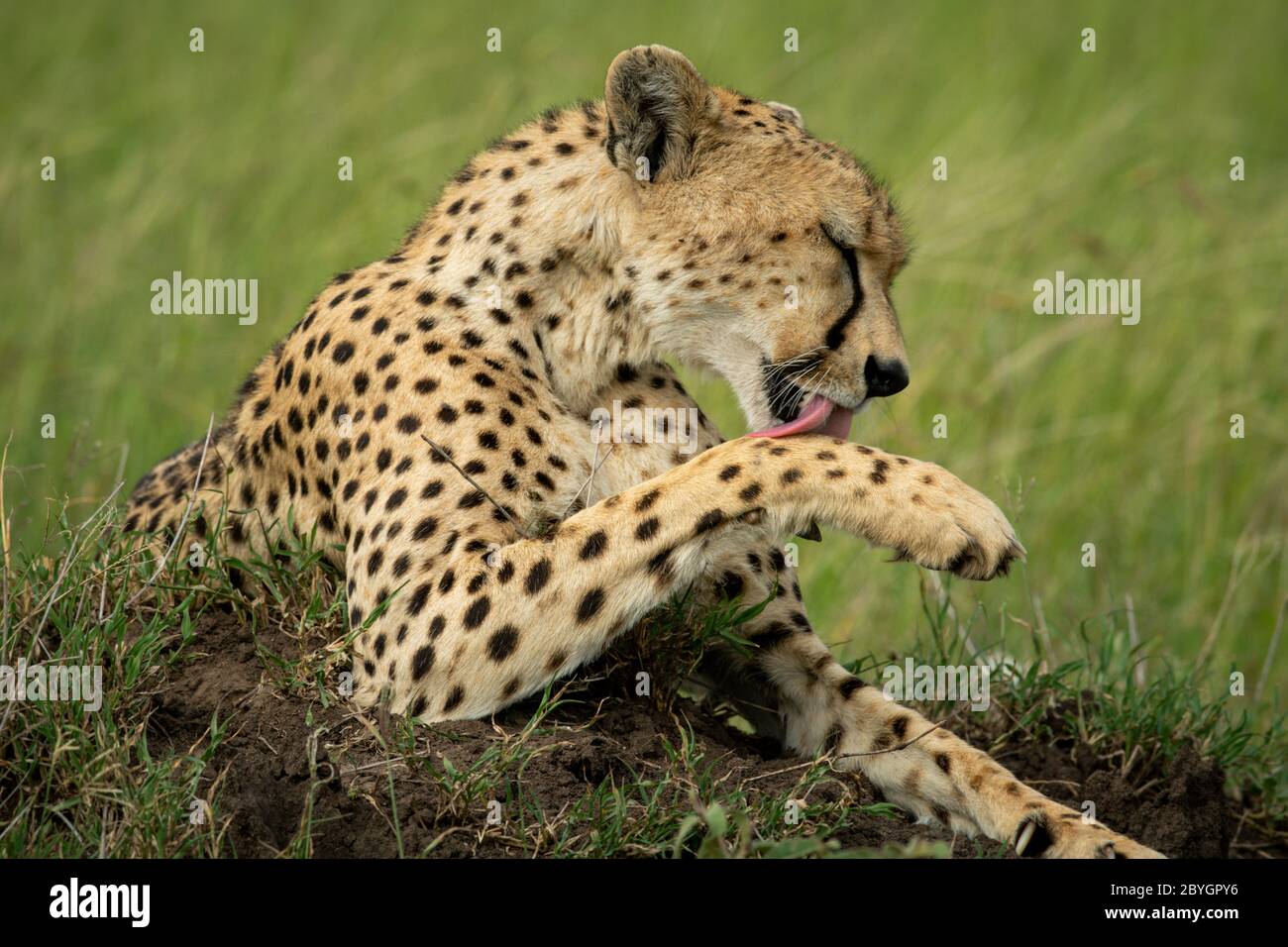Cheetah licking paw hi-res stock photography and images - Alamy
