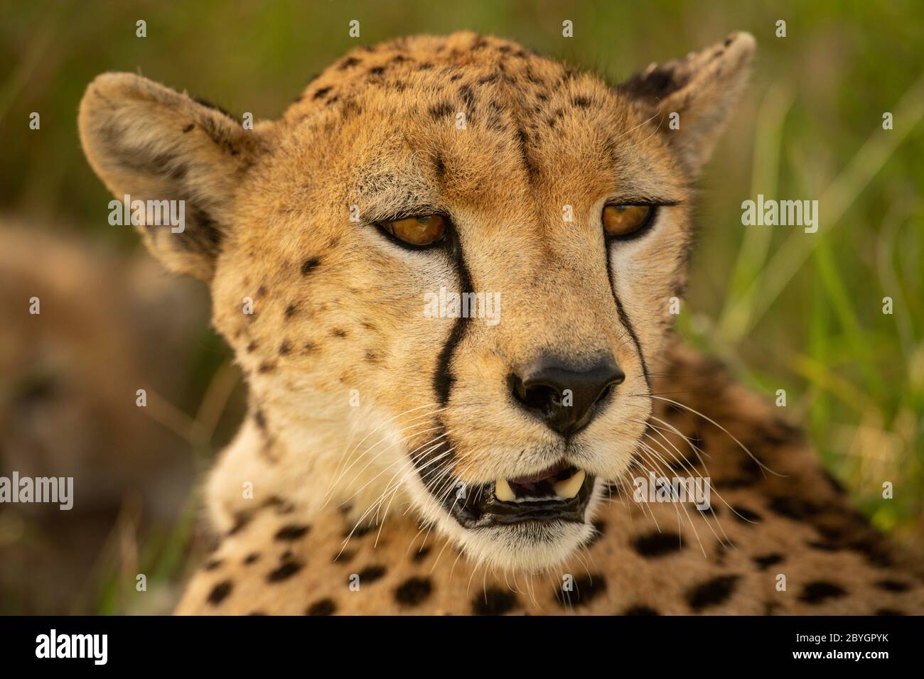 Close-up of cheetah turninng to look round Stock Photo - Alamy