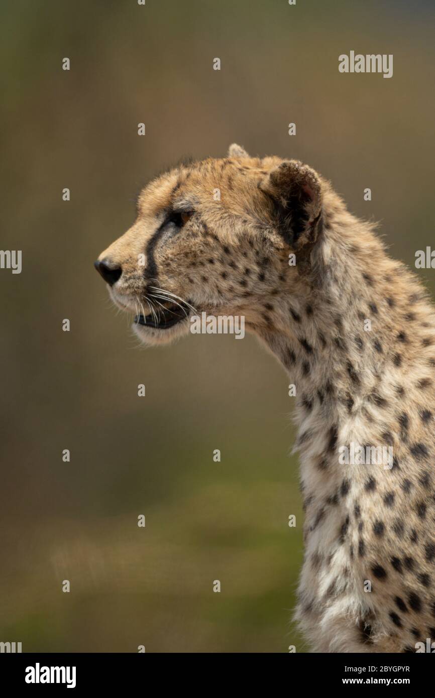 Close-up of cheetah staring left in profile Stock Photo - Alamy