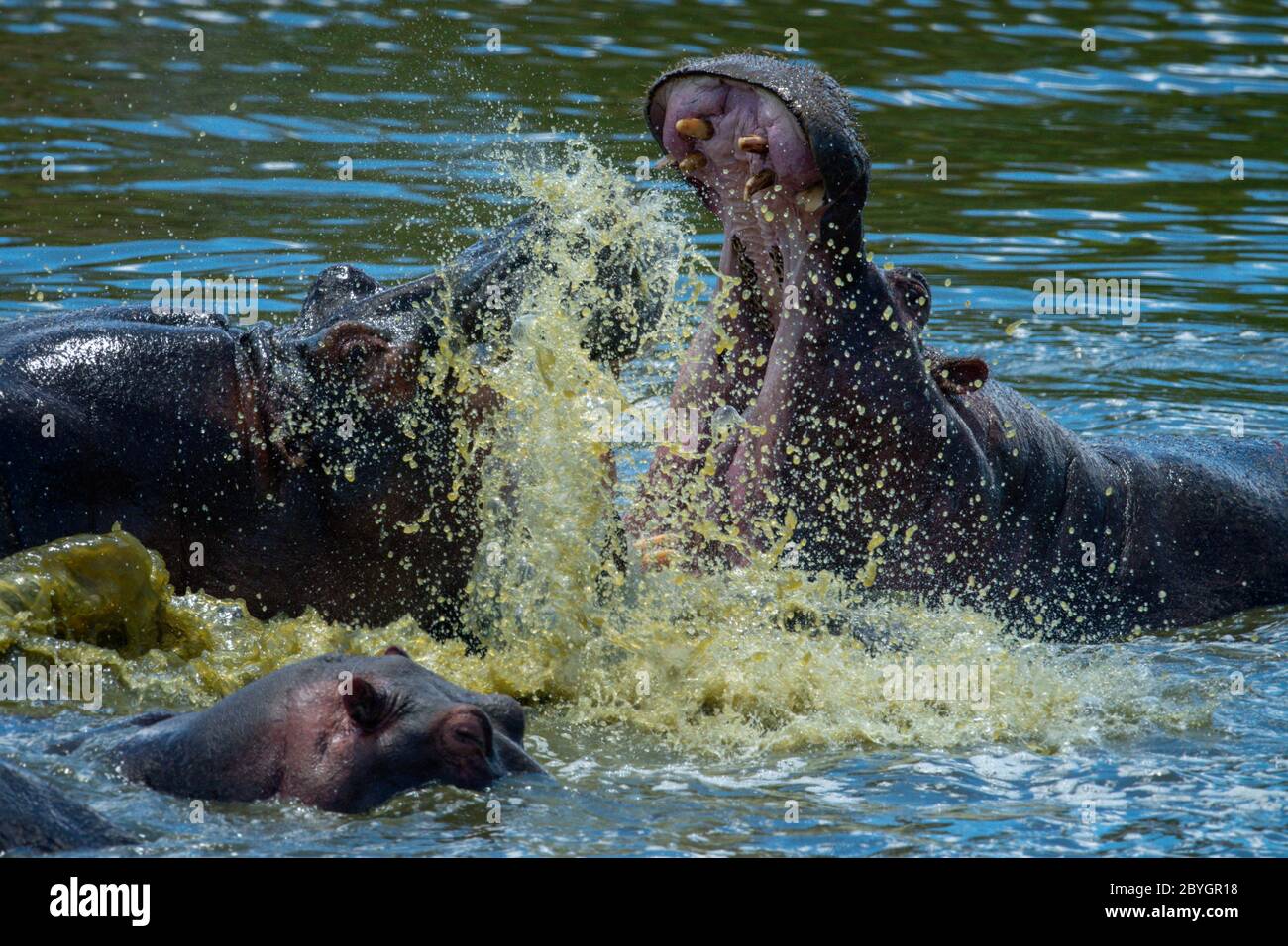 Male hippos fighting hi-res stock photography and images - Alamy