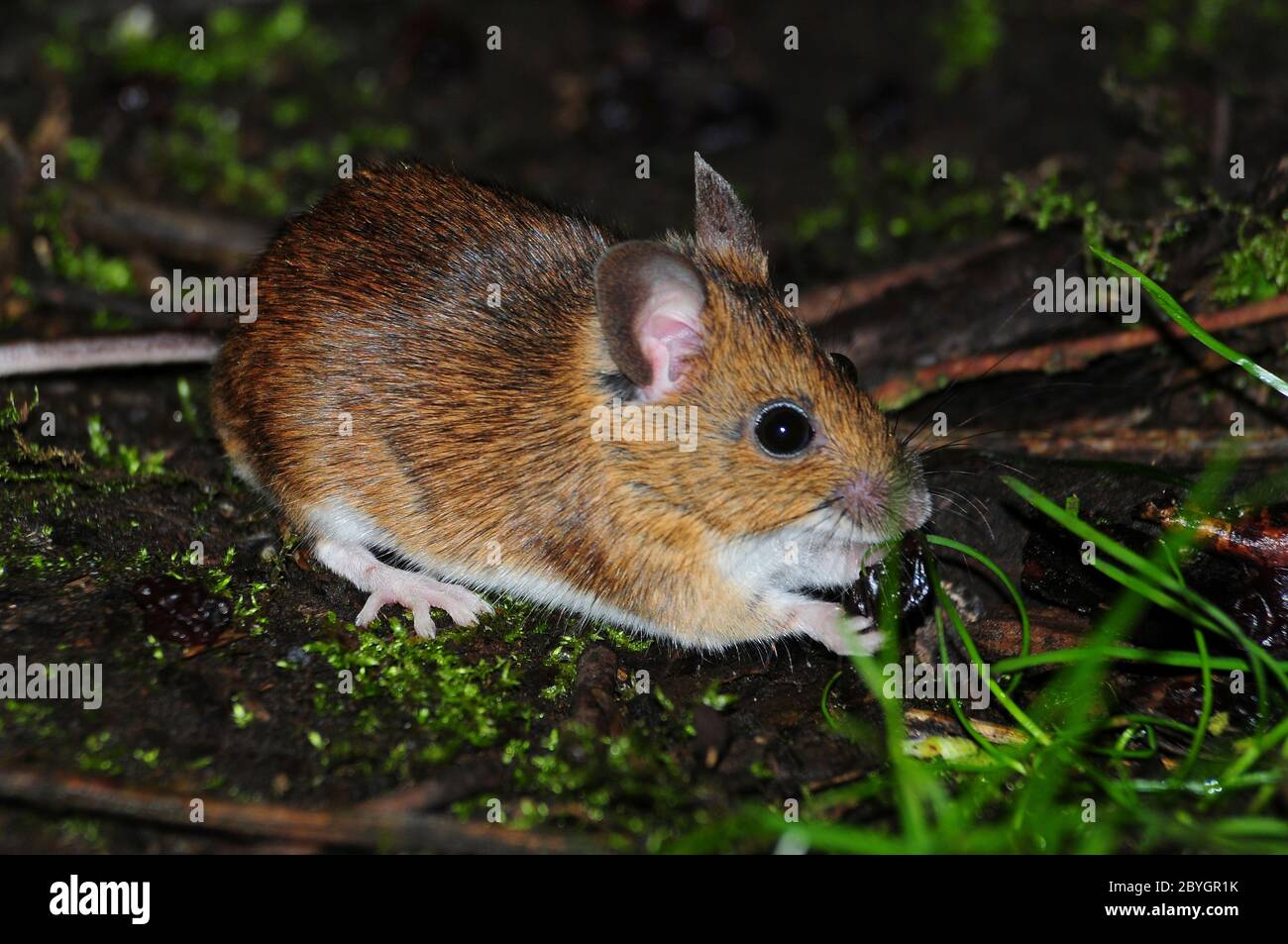 wood mouse apodemus sylvaticus Stock Photo - Alamy