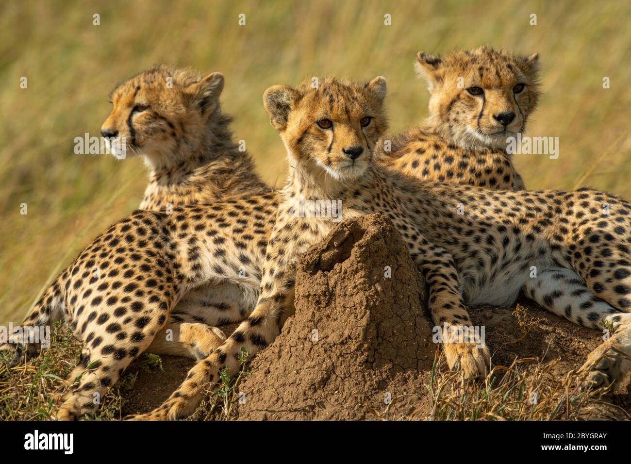 Close-up of three cheetah cubs behind mound Stock Photo - Alamy