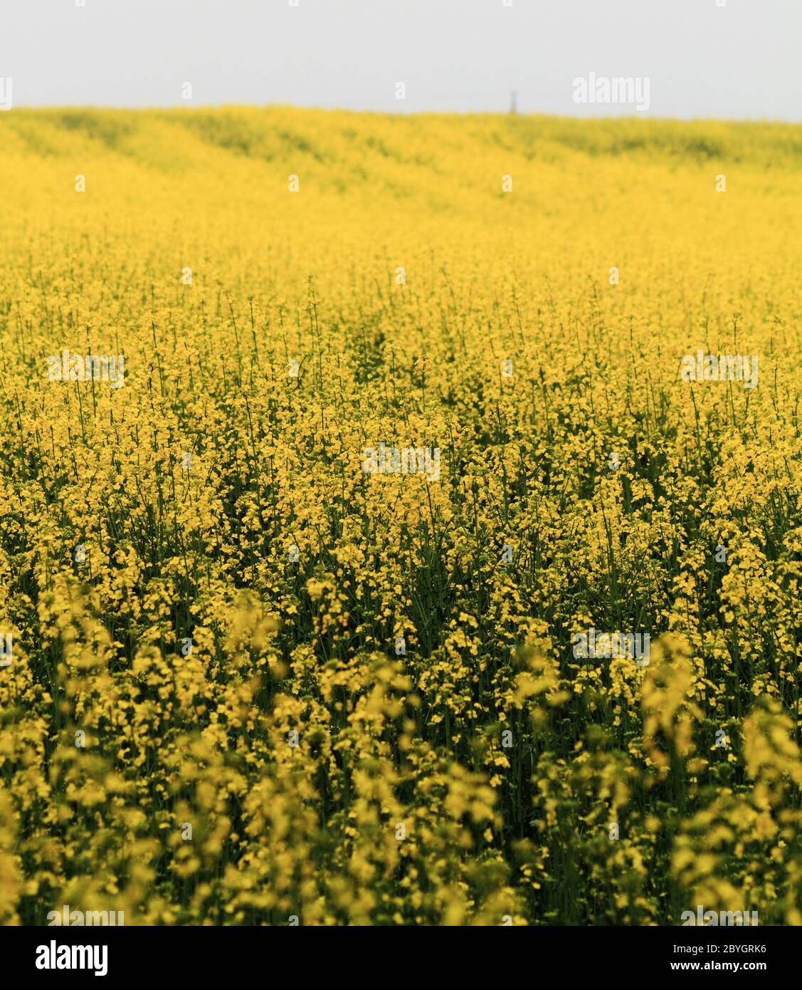 Colourful field of rapeseed Stock Photo - Alamy