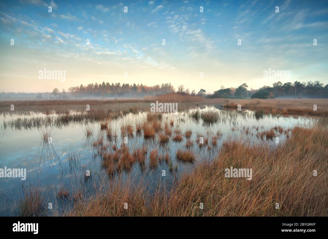 Autumn swamp hi-res stock photography and images - Alamy