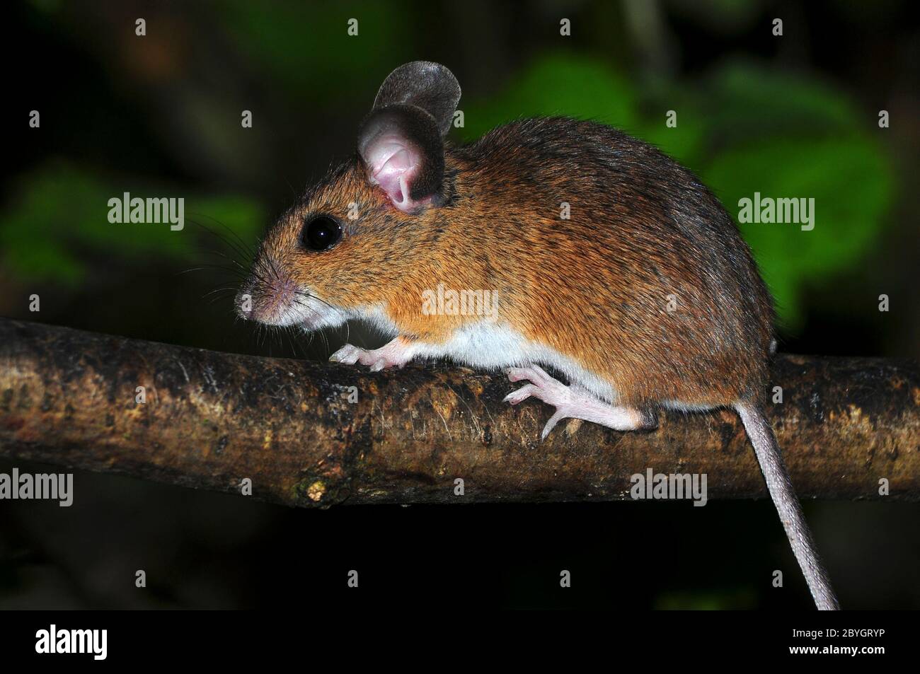 wood mouse apodemus sylvaticus Stock Photo - Alamy