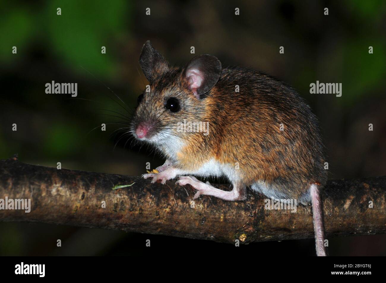 wood mouse apodemus sylvaticus Stock Photo - Alamy