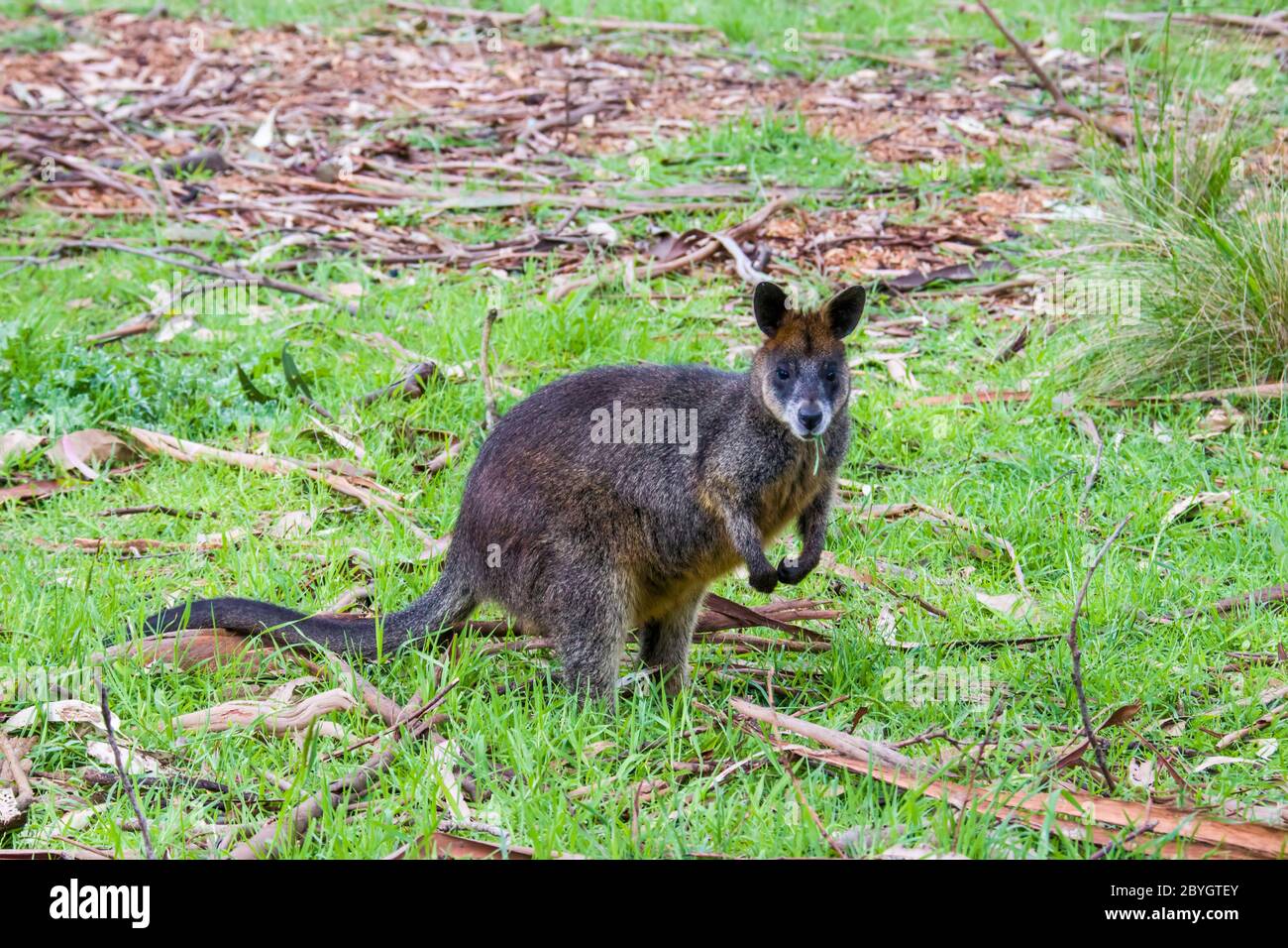 The Swamp Wallaby Wallabia Bicolor Is A Small Macropod Marsupial Of