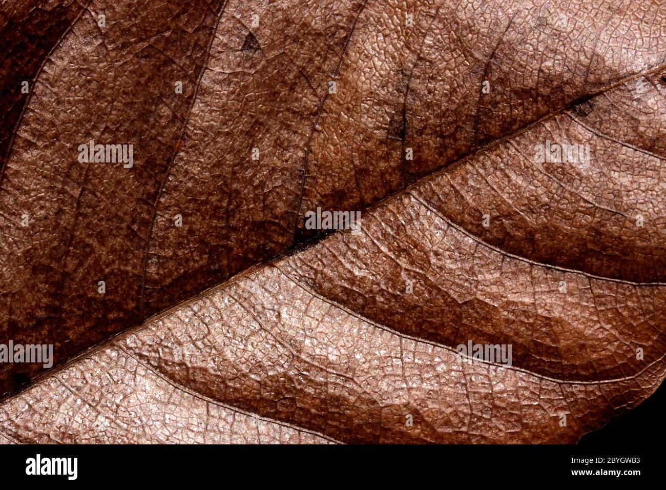 Leaf shap hi-res stock photography and images - Alamy
