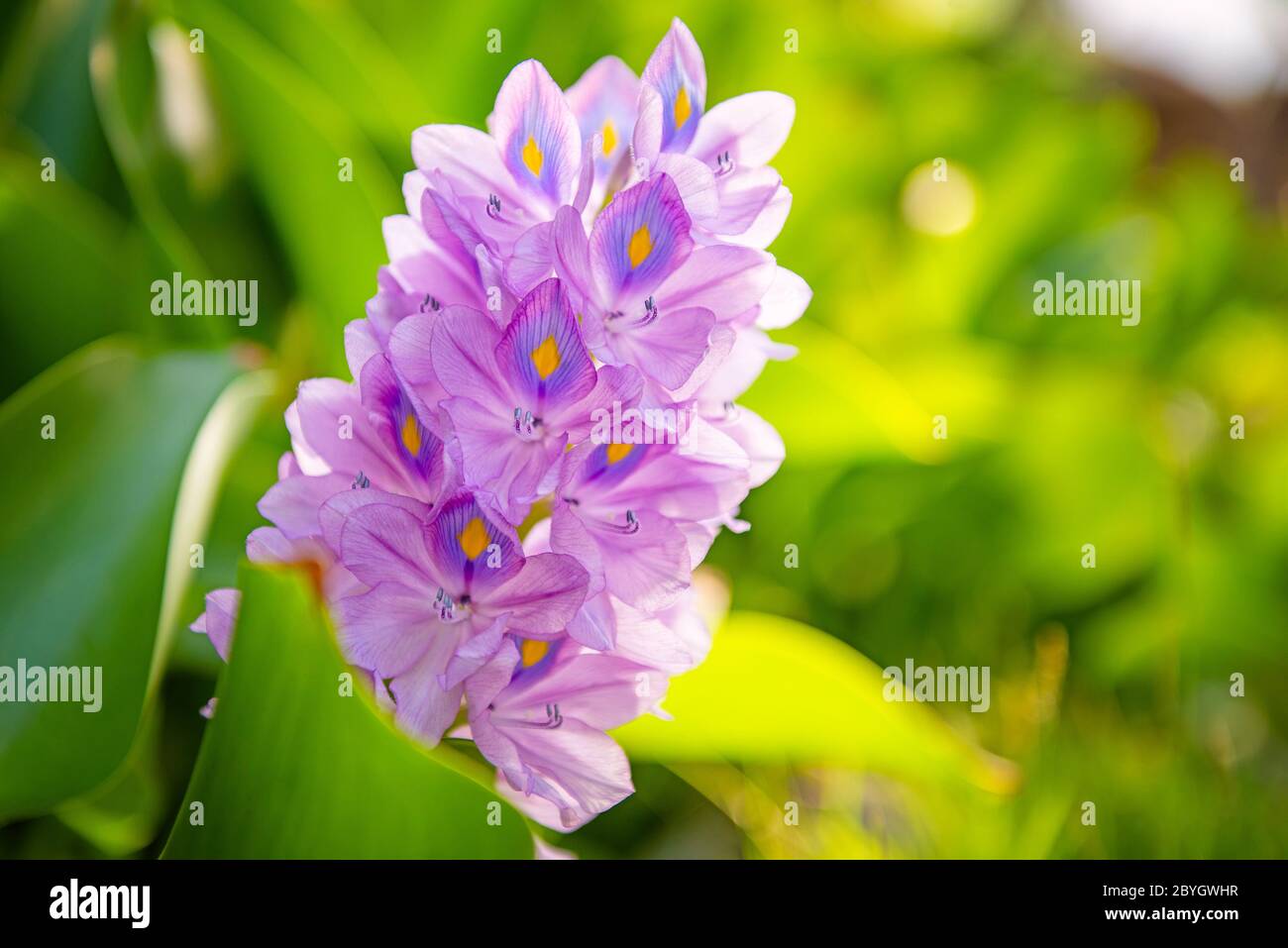 Brazilian Water Hyacinth flower. Flora on Bali island. Indonesia Stock ...