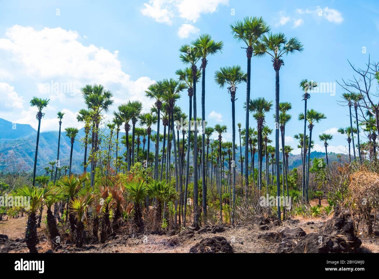 Tall palm trees. Summer vibes, balinese nature. Bali, Indonesia Stock ...