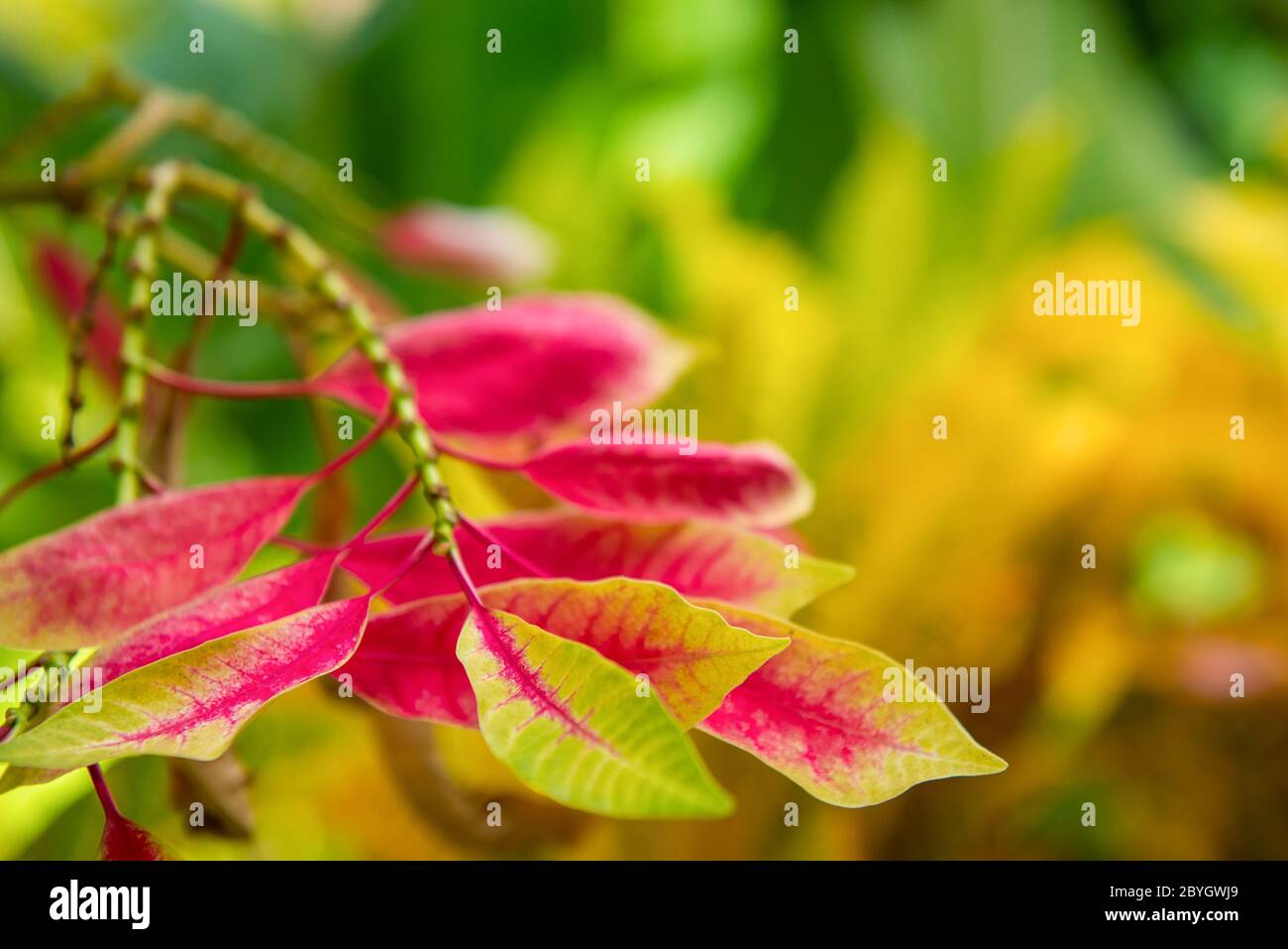 Beautiful balinese flora. Close up photo. Bali. Indonesia Stock Photo ...