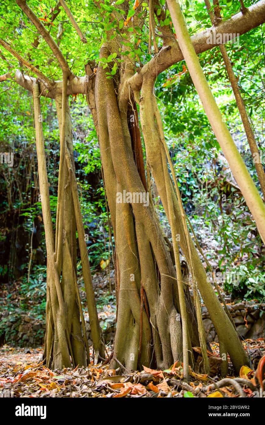 Banyan Tree Indonesia