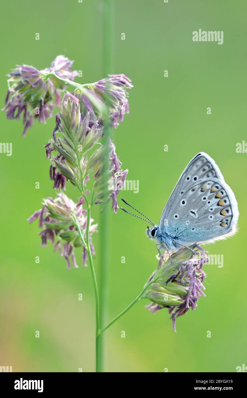Glaucopsyche alexis, green underside blue butterfly Lycaenidae Stock ...