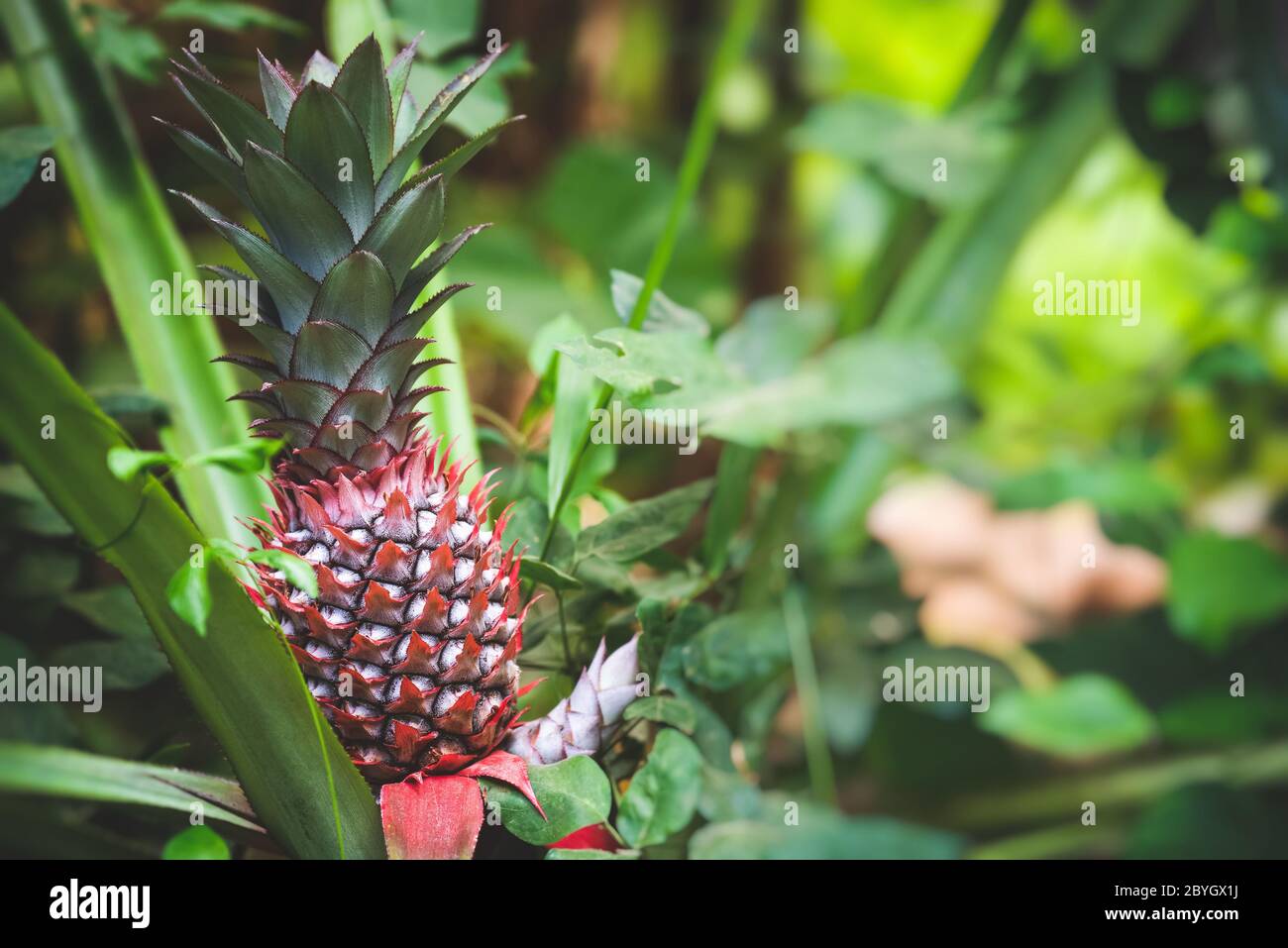 Growing pineapple. Red pineapple or pink pineapple is a species of the ...