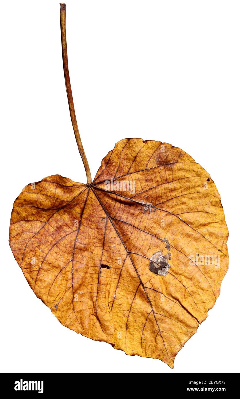 Dry cell Cut Out Stock Images & Pictures - Alamy